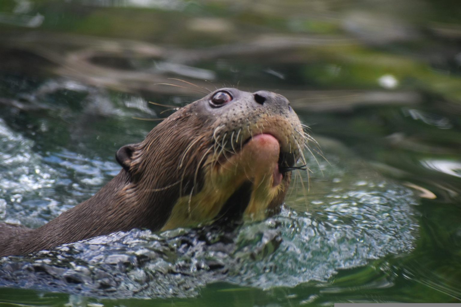 Drowning Rats - The Hope Experiment: Dr. Curt Richter's Harvard Rat ...